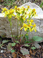 Cutleaf Groundsel, Senecio Eremophilus