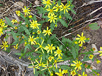 Cutleaf Groundsel, Senecio Eremophilus