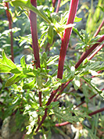 Cutleaf Groundsel, Senecio Eremophilus