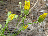 Threadleaf Ragwort, Senecio Flaccidus