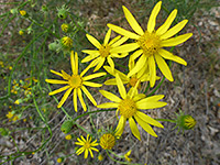 Threadleaf Ragwort, Senecio Flaccidus