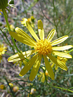 Threadleaf Ragwort, Senecio Flaccidus