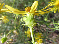 Threadleaf Ragwort, Senecio Flaccidus