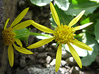 Dwarf Mountain Ragwort, Senecio Fremontii