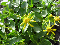 Dwarf Mountain Ragwort, Senecio Fremontii