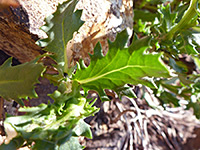 Dwarf Mountain Ragwort, Senecio Fremontii