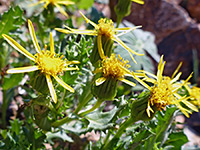 Dwarf Mountain Ragwort, Senecio Fremontii