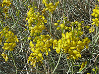 Spiny Senna, Senna Armata