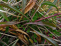 California Goldenrod, Solidago Californica