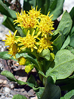 Alpine Goldenrod, Solidago Multiradiata