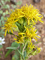 Alpine Goldenrod, Solidago Multiradiata