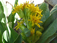 Alpine Goldenrod, Solidago Multiradiata