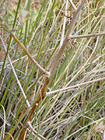 Narrowleaf Wire-Lettuce, Stephanomeria Tenuifolia
