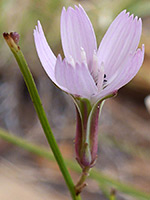 Narrowleaf Wire-Lettuce, Stephanomeria Tenuifolia