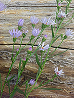 Western Aster, Symphyotrichum Ascendens