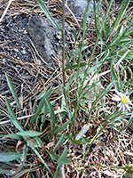 Western Aster, Symphyotrichum Ascendens