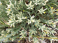 Spineless Horsebrush, Tetradymia Canescens