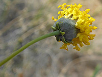 Longstalk Greenthread, Thelesperma Longipes