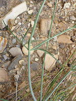 Hopi Tea Greenthread, Thelesperma Megapotamicum