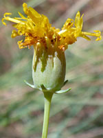 Hopi Tea Greenthread, Thelesperma Megapotamicum