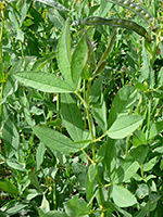 Yellow Pea, Thermopsis Montana