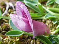 Dwarf Clover, Trifolium Nanum