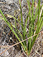 Silver Puffs, Uropappus Lindleyi
