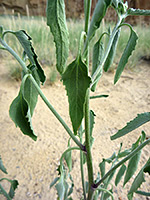 Golden Crownbeard, Verbesina Encelioides