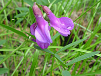 American Vetch, Vicia Americana