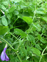 American Vetch, Vicia Americana