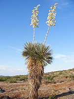 Yucca elata, soaptree yucca
