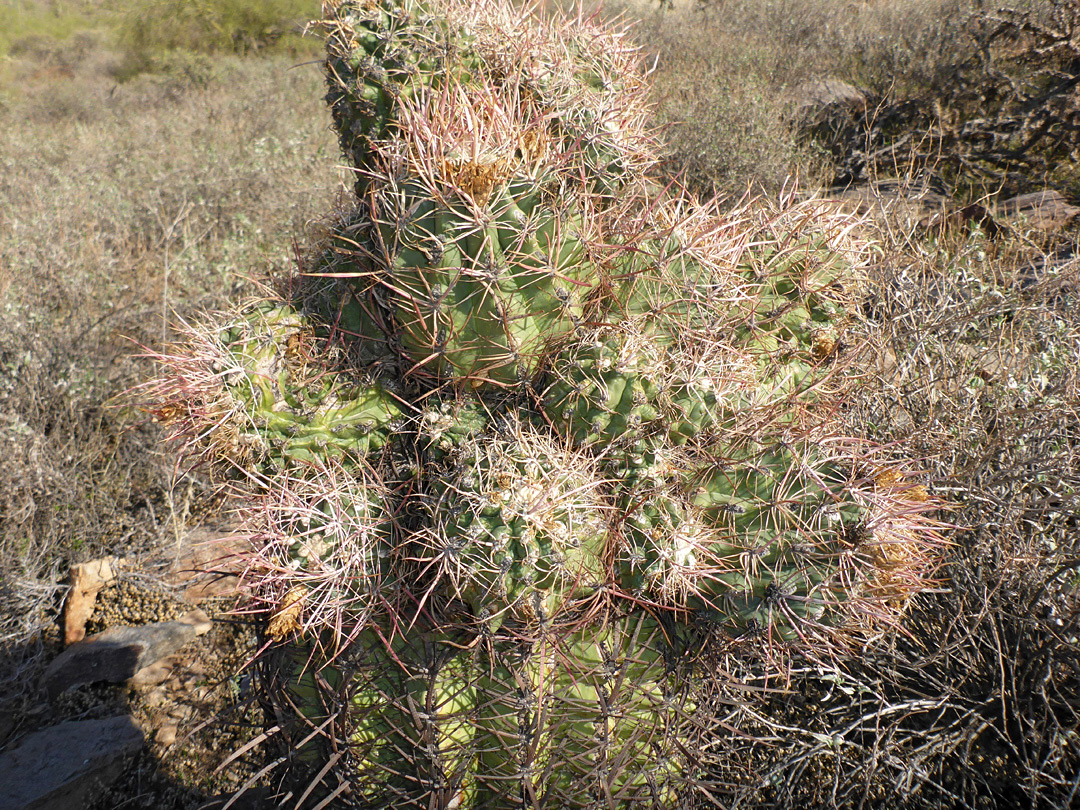 Distorted plant - pictures of Ferocactus Wislizeni - Southwest USA ...